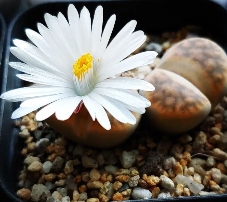 Lithops marmorata » Pflege, Vermehrung, Arten & Shop » Sukkulenten ...